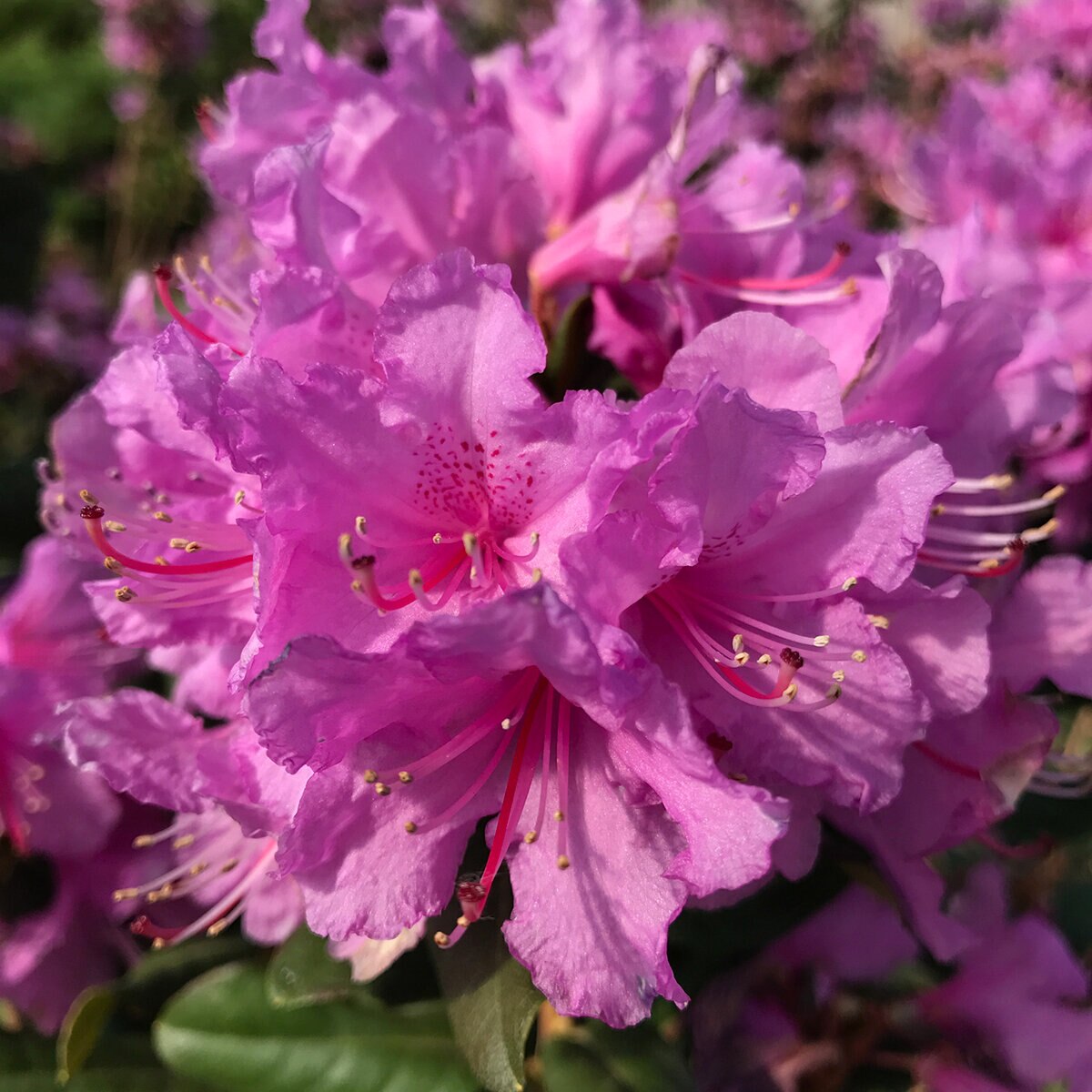 Rhododendron X Abbey S Re View Rhododendron Siteone Us